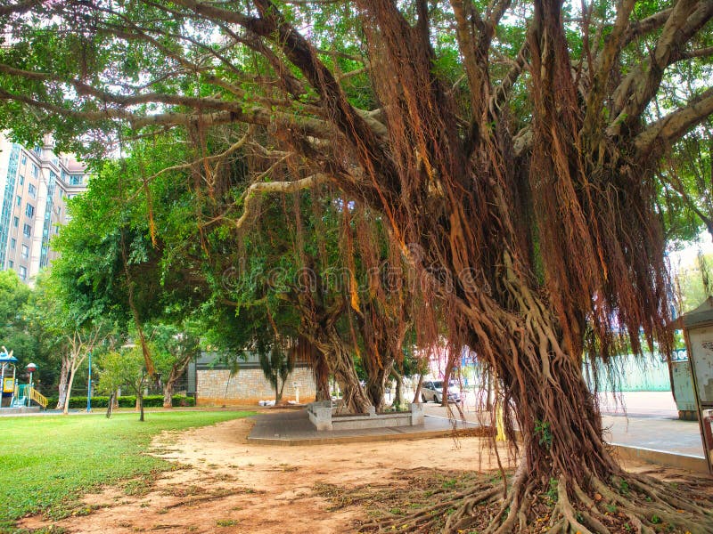Hanging roots of tree stock image. Image of nthis, beautiful - 147567615