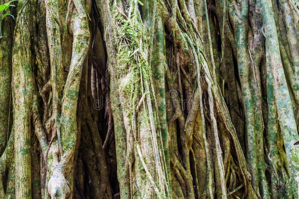 Massive Tree in a Jungle of Pana Stock Photo - Image of tree, roots: 130923780