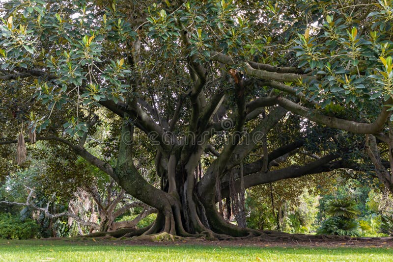 A Massive Tree with Large Roots in the Garden Stock Image - Image of ...