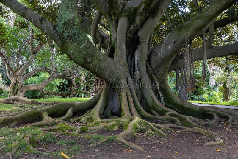 A Massive Tree with Large Roots in the Garden Stock Photo - Image of ...