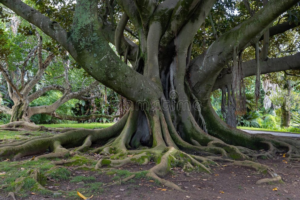 A Massive Tree with Large Roots in the Garden Stock Photo - Image of ...