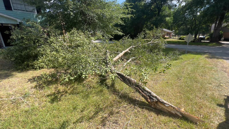Massive Tree Roots Causing Biological Weathering Stock Photo - Image of ...