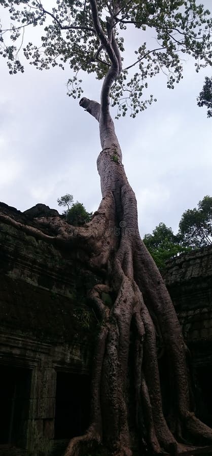 Massive Tree with Long Roots is Growing on Top of an Old Khmer Building ...