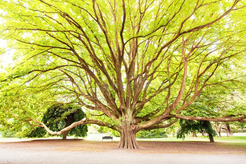 Massive tree in a park stock photo. Image of summer, sunny - 27870984