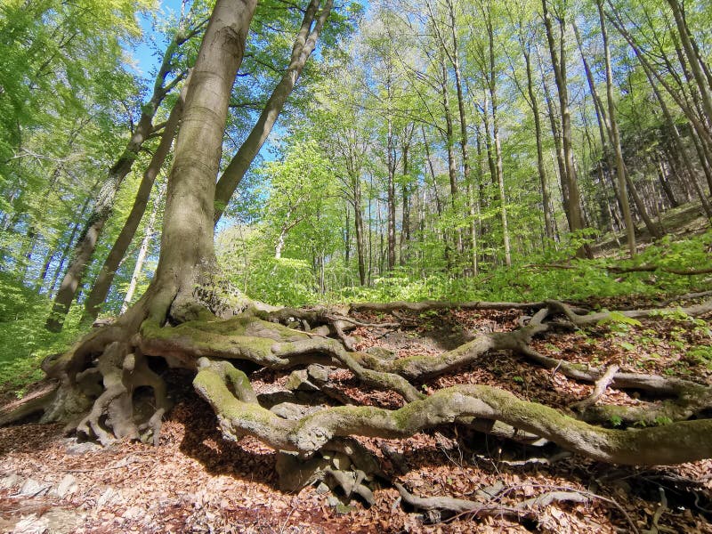 Massive Tree Roots Entangling the Soil Stock Image - Image of nature ...