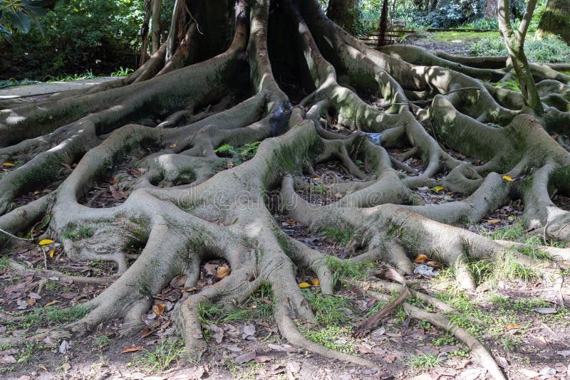 Massive Tree Roots Stick Out of the Ground Stock Image - Image of tree ...