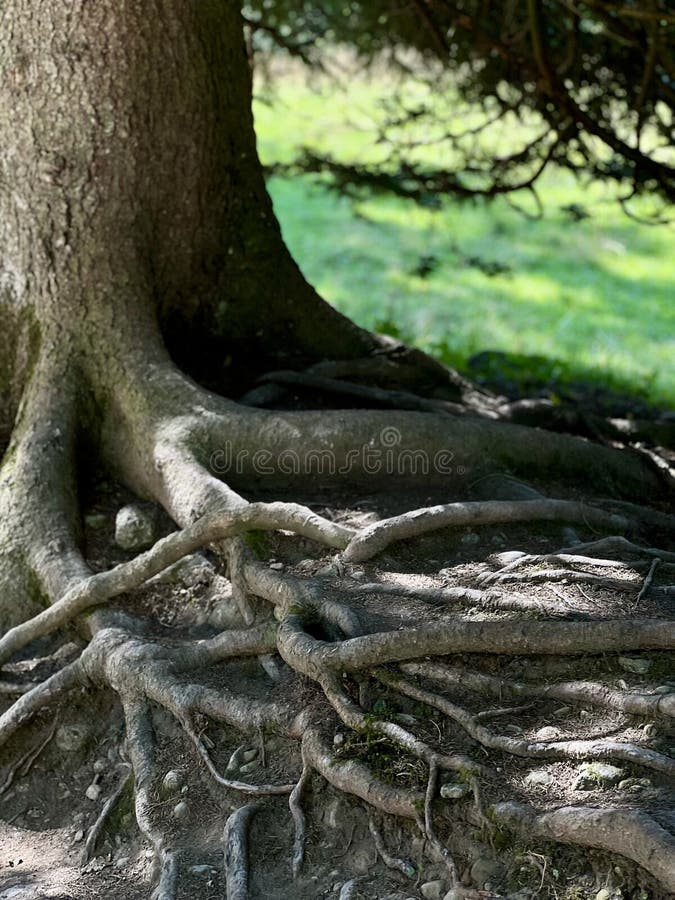 Massive Tree with Sprawling Roots Extending Across the Ground ...