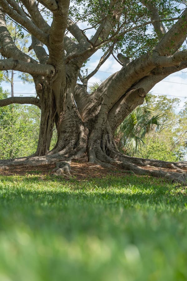 Massive Tree with Thick Roots in Park Stock Image - Image of branches ...