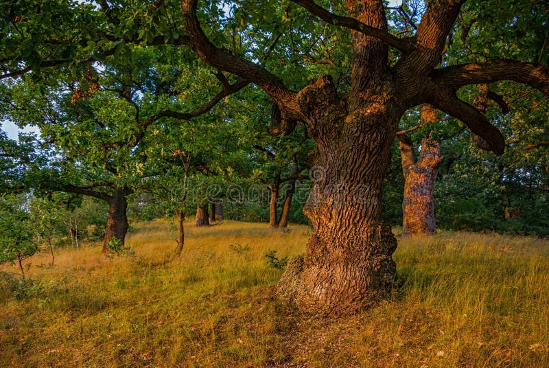 Massive Tree Trunk. Landscape of an Old Oak Trees in the Forest in the ...