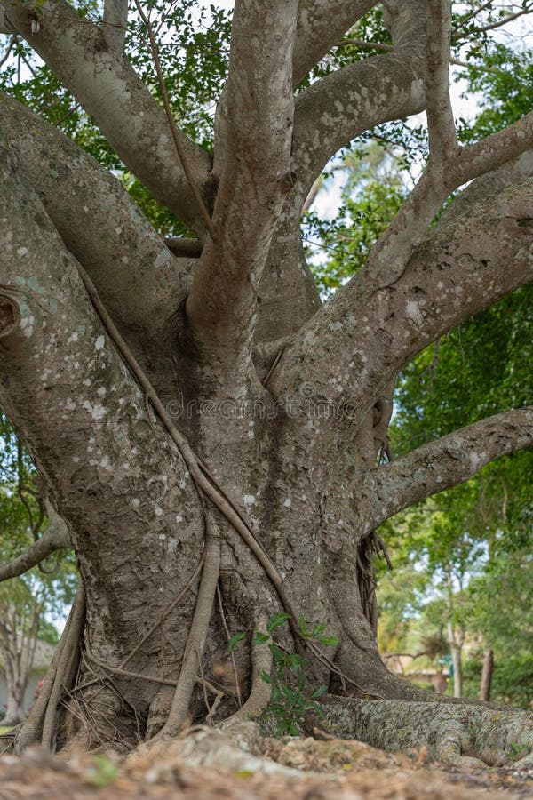 Massive Tree Trunk with Thick Branches Stock Image - Image of detail ...