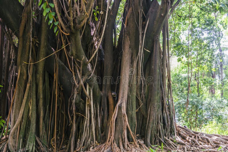 Massive Tropical Rainforest Tree in Brazil Stock Image - Image of brown ...