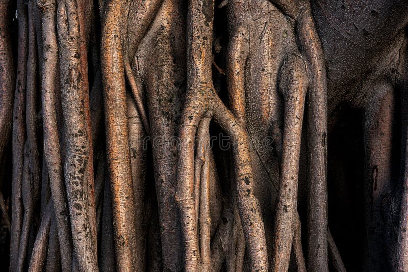 Massive Trunk and Roots of Morton Bay Fig Tree. Stock Photo - Image of ...