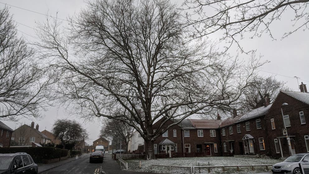 Massive Waving Tree with Snow Editorial Stock Image - Image of fronds ...