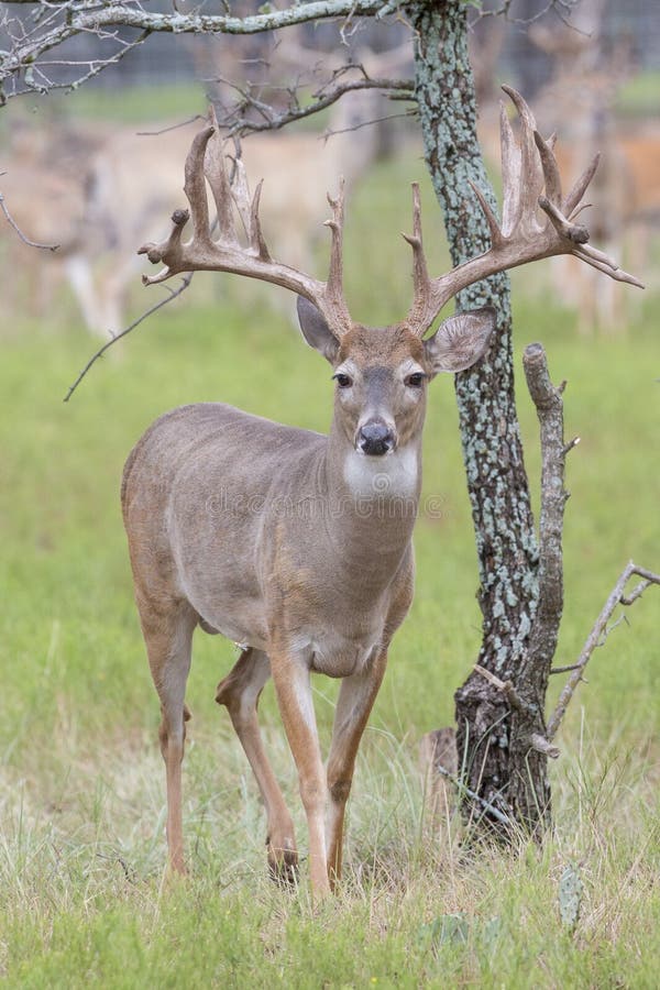 Massive Wide Racked Whitetail Buck Making Lip Curl Stock Image - Image ...