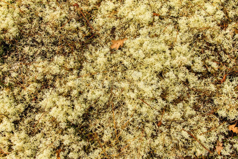 Lichen as a pattern stock photo. Image of lichen, natural - 102402048
