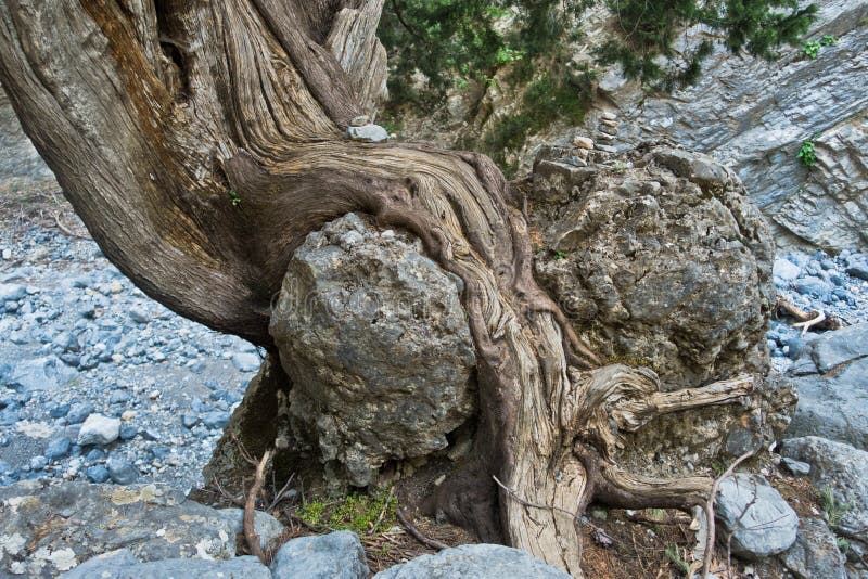 Masso Avvolto Di Olivo Grande Su Un Suolo Roccioso Della Gola Di ... Masso Avvolto Di Olivo Grande Su Un Suolo Roccioso Della Gola Di ...