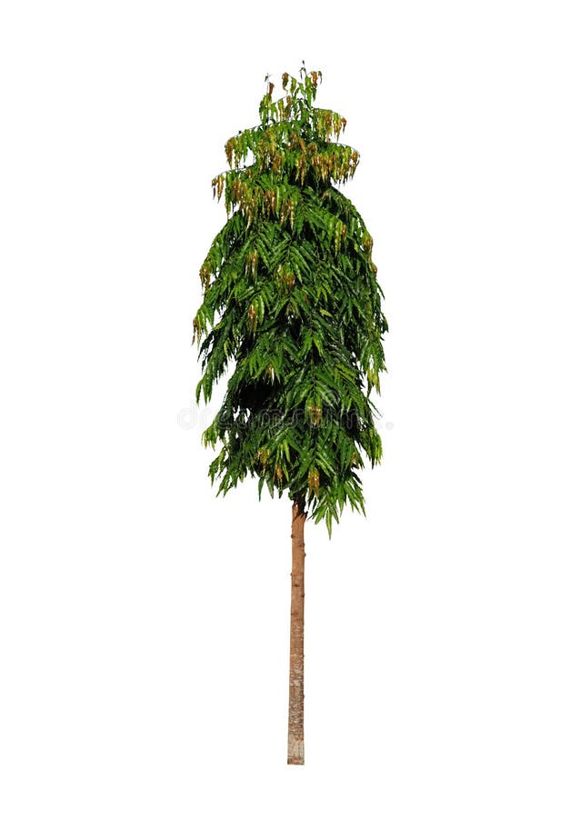 The Mast Tree , Cemetery Tree Isolated on White Background. Stock Photo ...