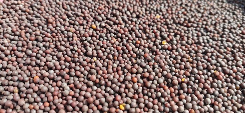Mastard Seed Image in Market Stock Image - Image of seed, market: 172785711