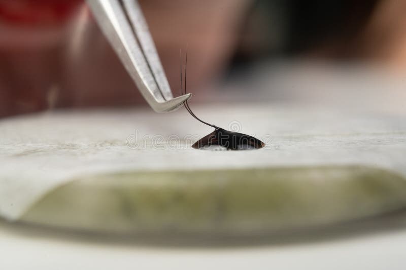 Master of Artificial Eyelashes Forms Bundle in Drop Glue with Tweezers ...