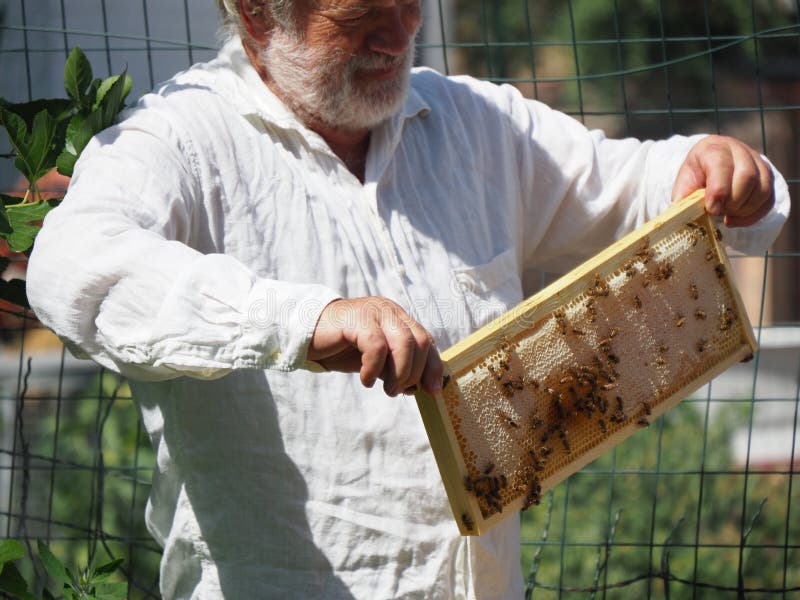 Master Bee Keeper Pulls Out a Frame with Honey from the Beehive in the ...