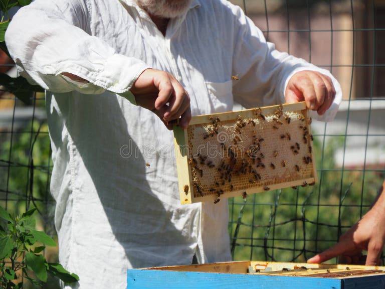 Master Bee Keeper Pulls Out a Frame with Honey from the Beehive in the ...