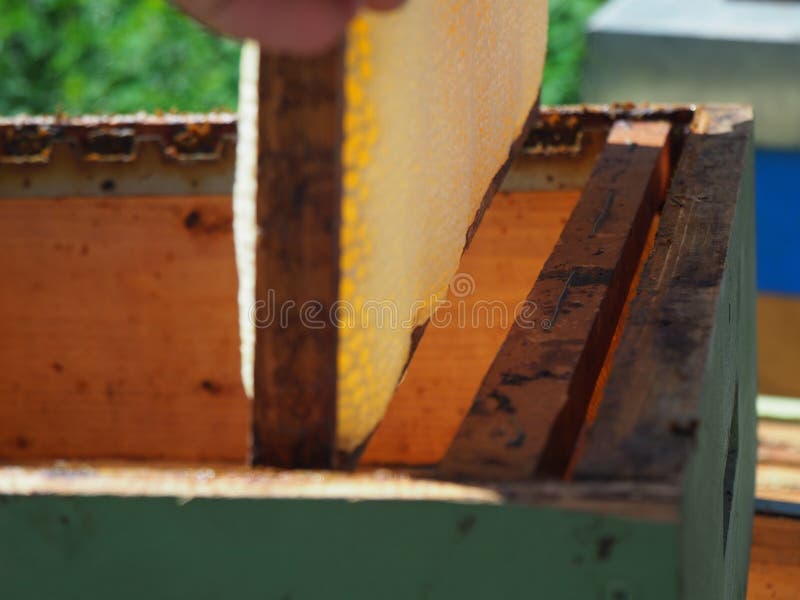 Master Bee Keeper Pulls Out a Frame with Honey from the Beehive in the ...