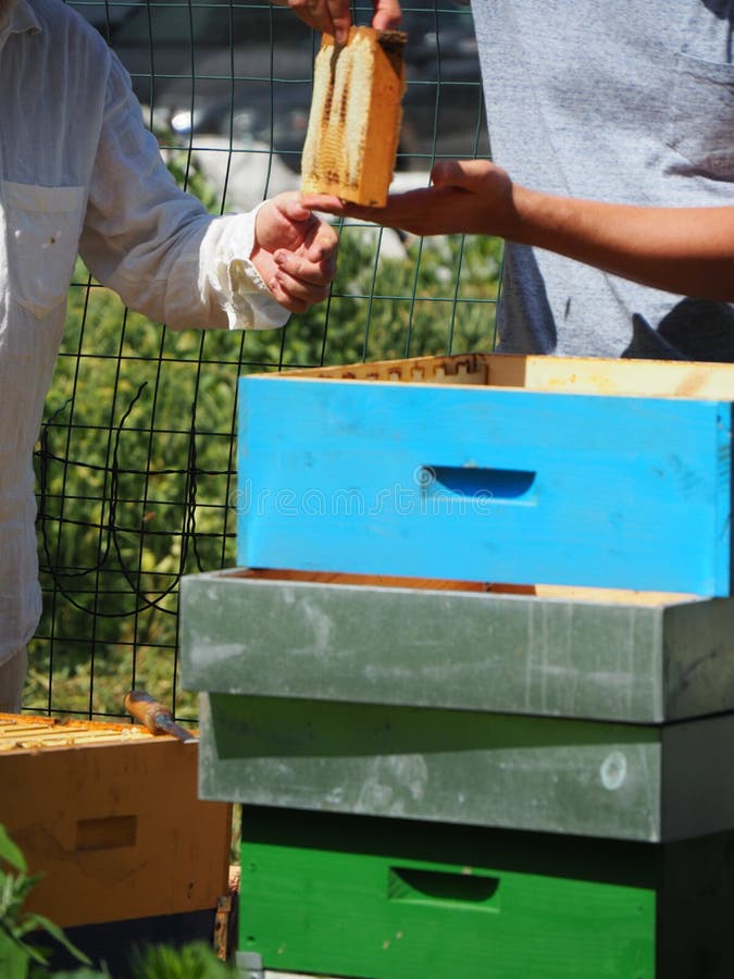 Master Bee Keeper Pulls Out a Frame with Honey from the Beehive in the ...