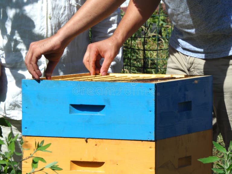 Master Bee Keeper Pulls Out a Frame with Honey from the Beehive in the ...