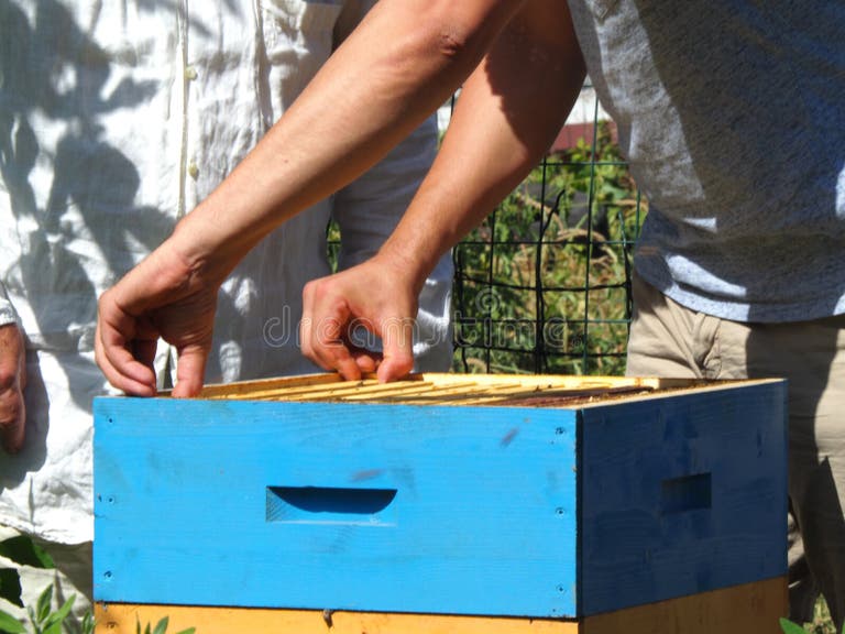 Master Bee Keeper Pulls Out a Frame with Honey from the Beehive in the ...