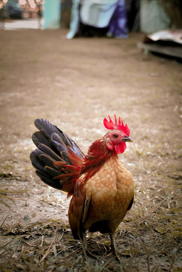 Master chicken stock photo. Image of preset, master, animal - 97453376