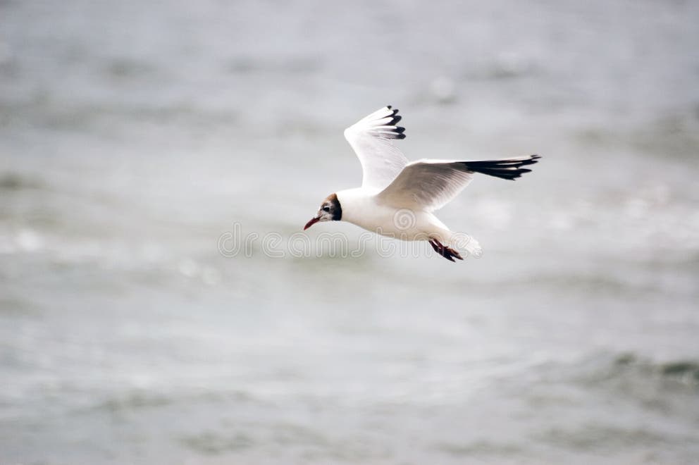 Master of coast stock image. Image of island, large, proud - 1612505