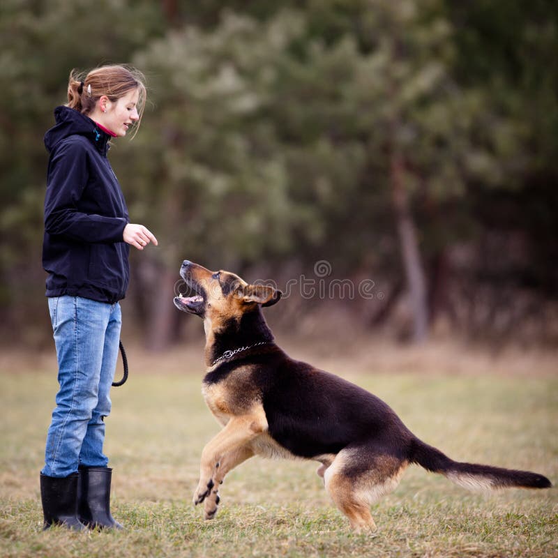 Woman Training Dog stock photo. Image of swiss, trusty - 555706