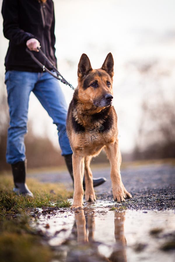 Master and His Obedient Dog Stock Photo - Image of domestic, male: 24095748