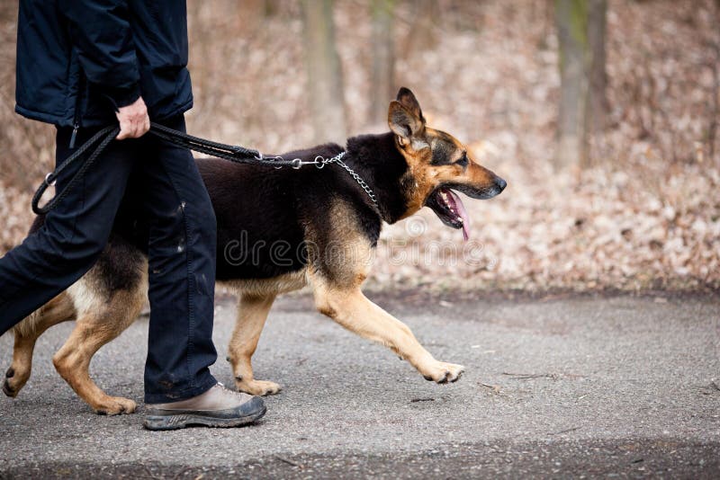 Master and His Obedient Dog Stock Image - Image of master, cute: 23878327
