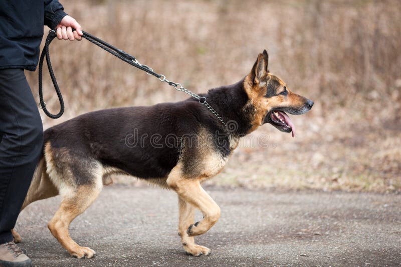 Master and His Obedient Dog Stock Photo - Image of canine, companion ...
