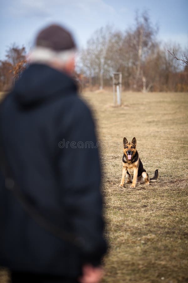 Master and His Obedient Dog Stock Image - Image of alsation, happy ...