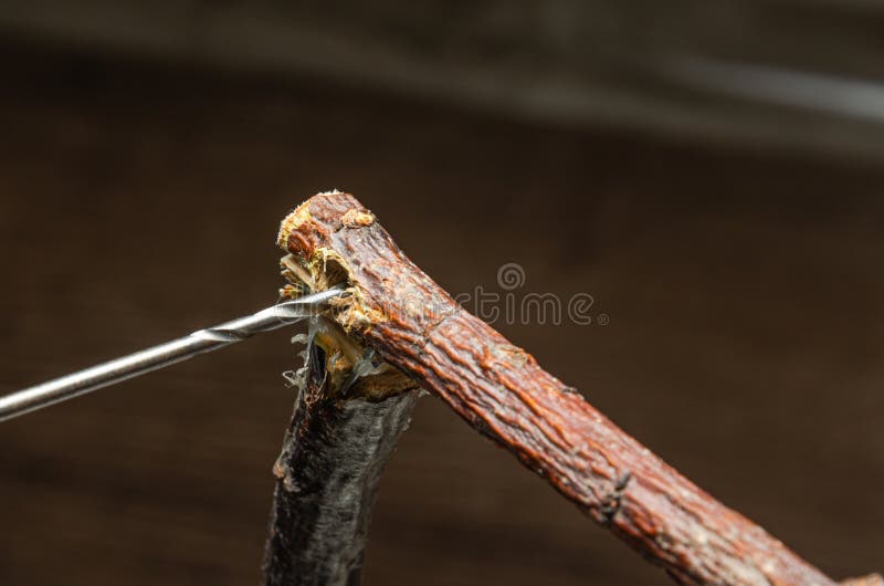 The Master Processes the Tree with a Multi-tool Stock Photo - Image of ...