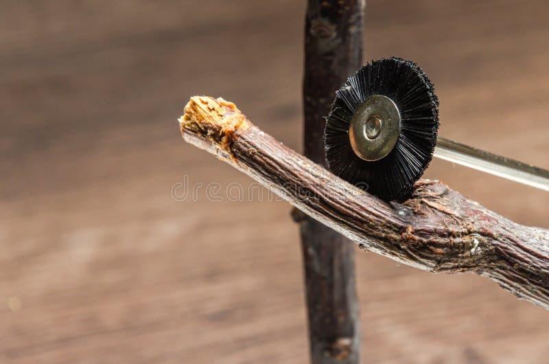The Master Processes the Tree with a Multi-tool Stock Photo - Image of ...