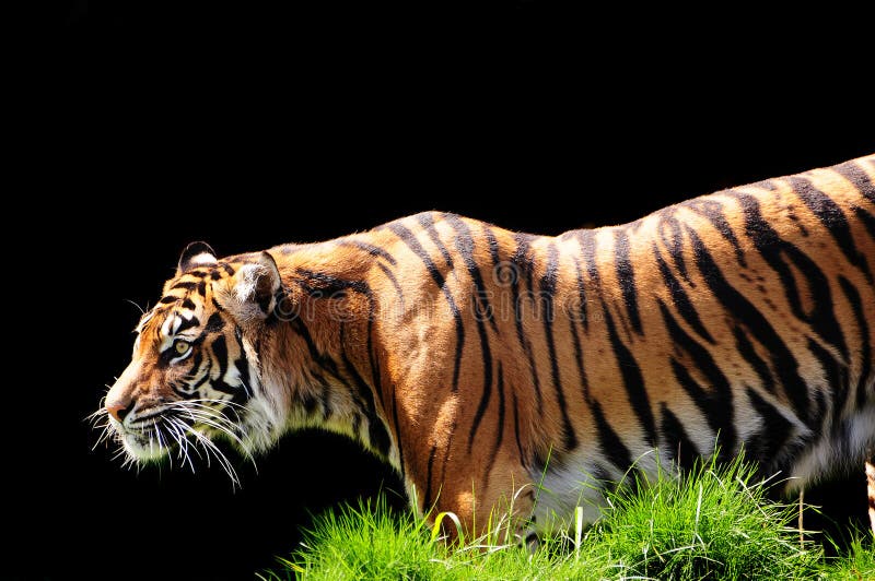 Tiger - Stealth stock photo. Image of sumatran, sneaky - 12480160