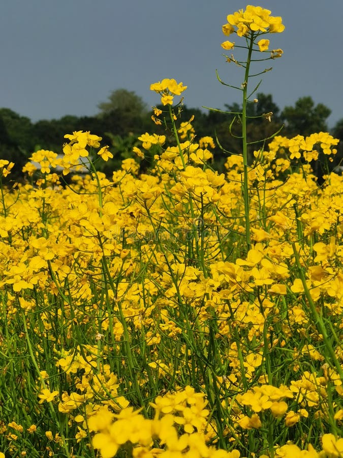 Mastered Flower in a Field with Yellow and Green Stock Photo - Image of ...