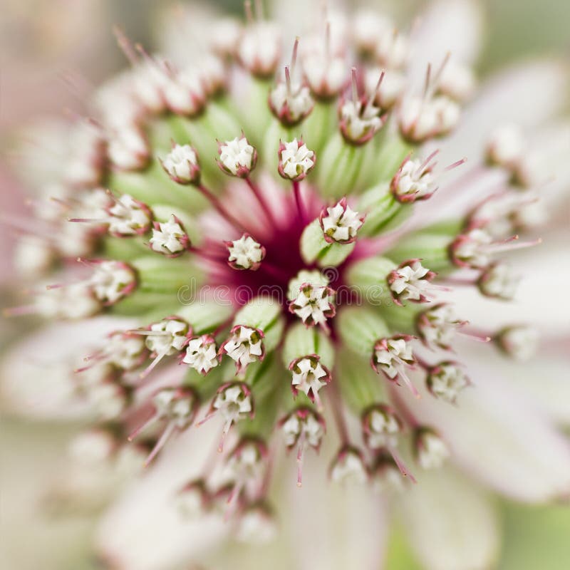 Masterwort - Single Flower, Astrantia Major Stock Photo - Image of ...