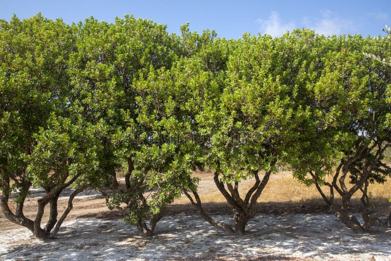 Green Mastic Tree in Chios Island, Greece Stock Photo - Image of ...