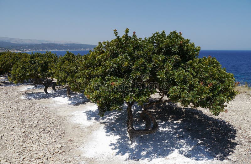 Mastic gum tree in Greece stock image. Image of mastika - 209399809