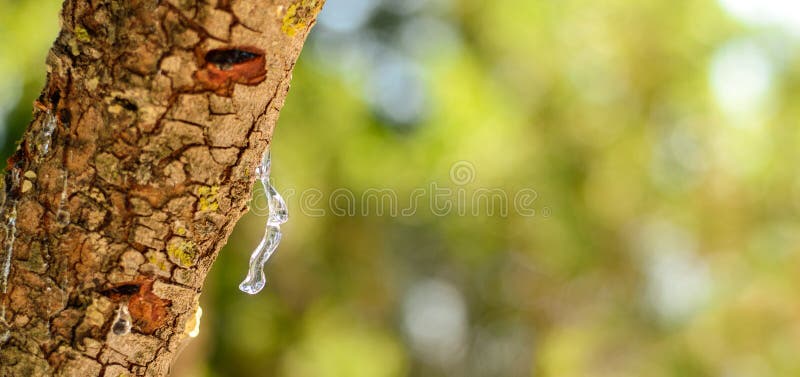 Mastic Oozes in Tears Out of the Branch of a Mastic Tree. Stock Photo ...
