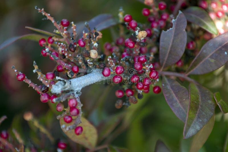 Mastic Shrub (Pistacia Lentiscus Stock Photo - Image of flavouring ...