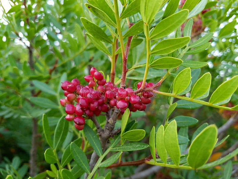 Mastic tree closeup stock photo. Image of lentiscus, flowers - 97620840