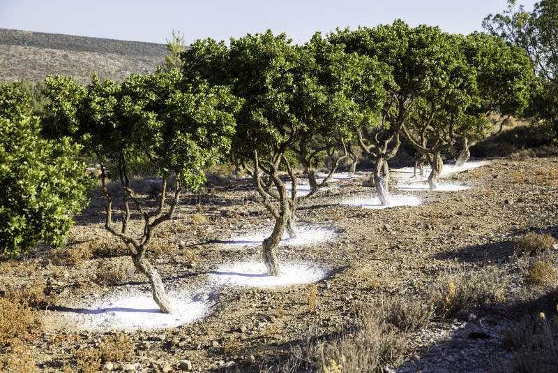Mastic Tree Garden in Chios Island, Greece Stock Photo - Image of ...