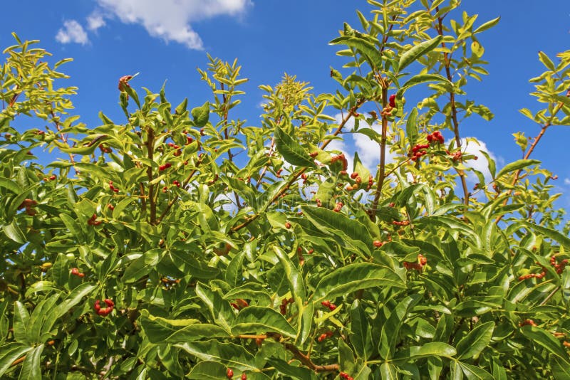 Mastic Tree and Green Leaves in Nature Stock Image - Image of ...