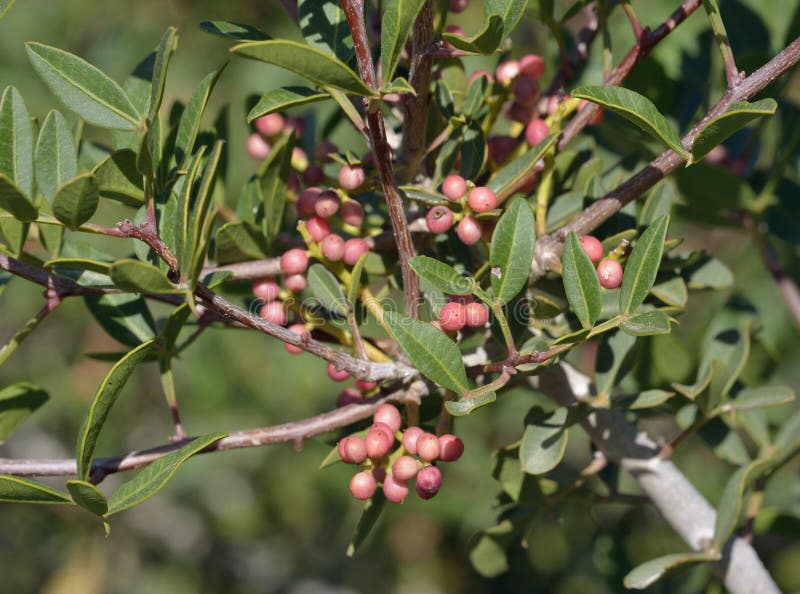 Mastic Tree stock image. Image of berry, mastic, lentiscus - 65930353