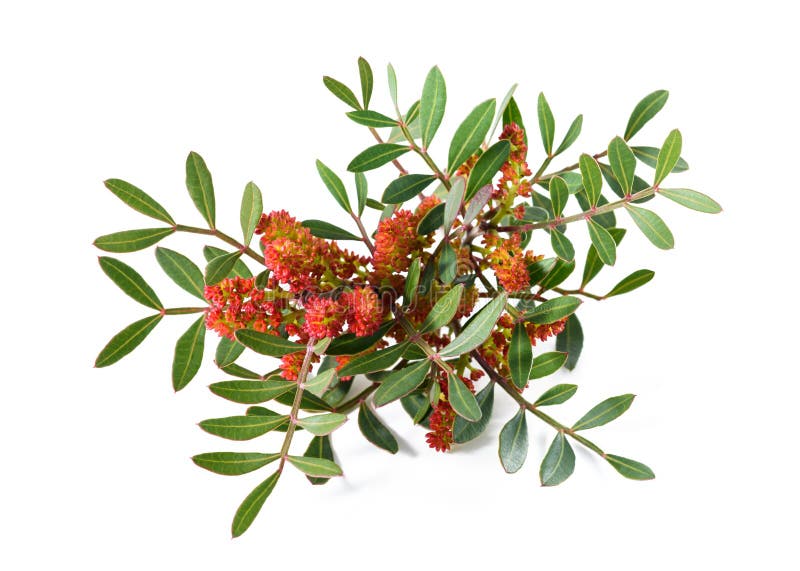 Mastic tree stock image. Image of evergreen, leaf, trees - 69985739